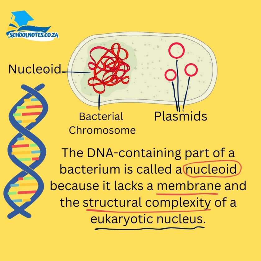 Why is the DNA containing part of a bacterium called a nucleoid and not ...